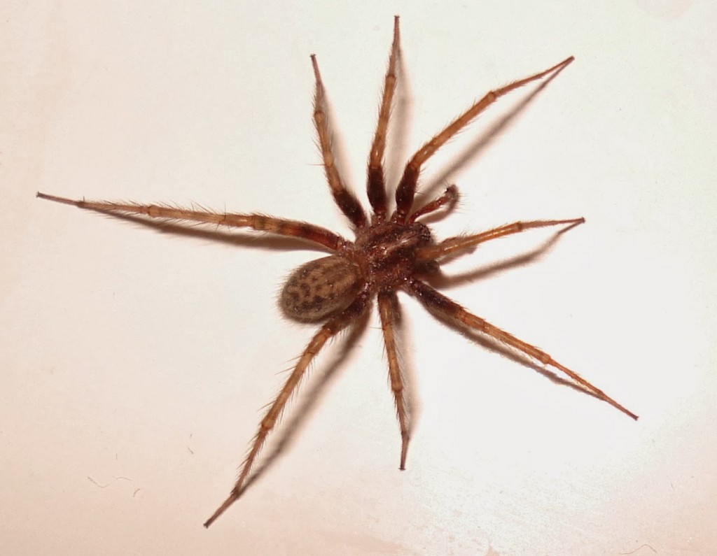 The Shamir and the Stone Worm | Paranormal NZ